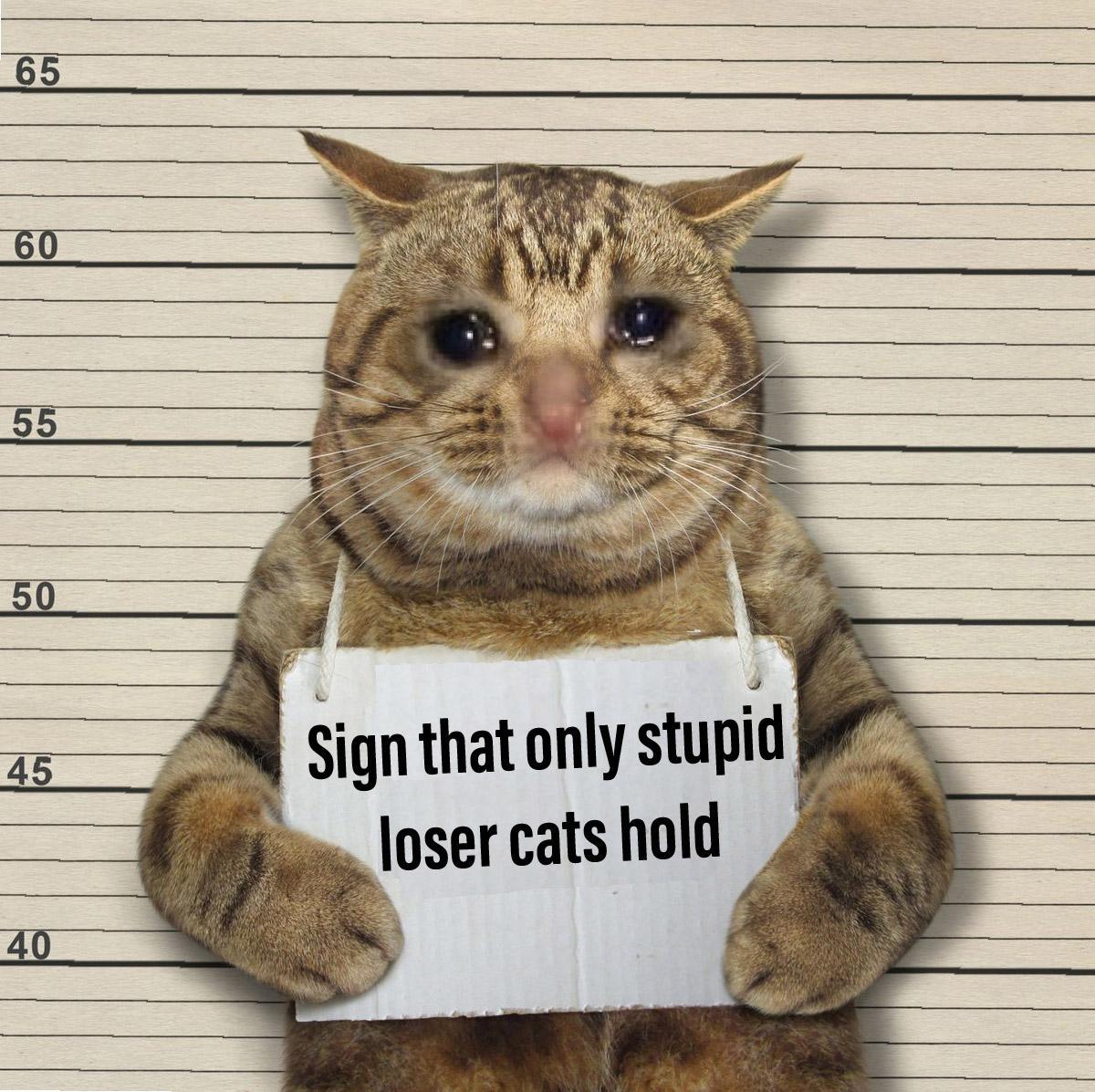 Do You Have A Stupid Cat Need Your Help To My Novel Off Topic Do You Have A Stupid Cat Need Your Help To My Novel Off Topic