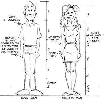Torso measurements on teenage and adult characters drawn with shorter ...